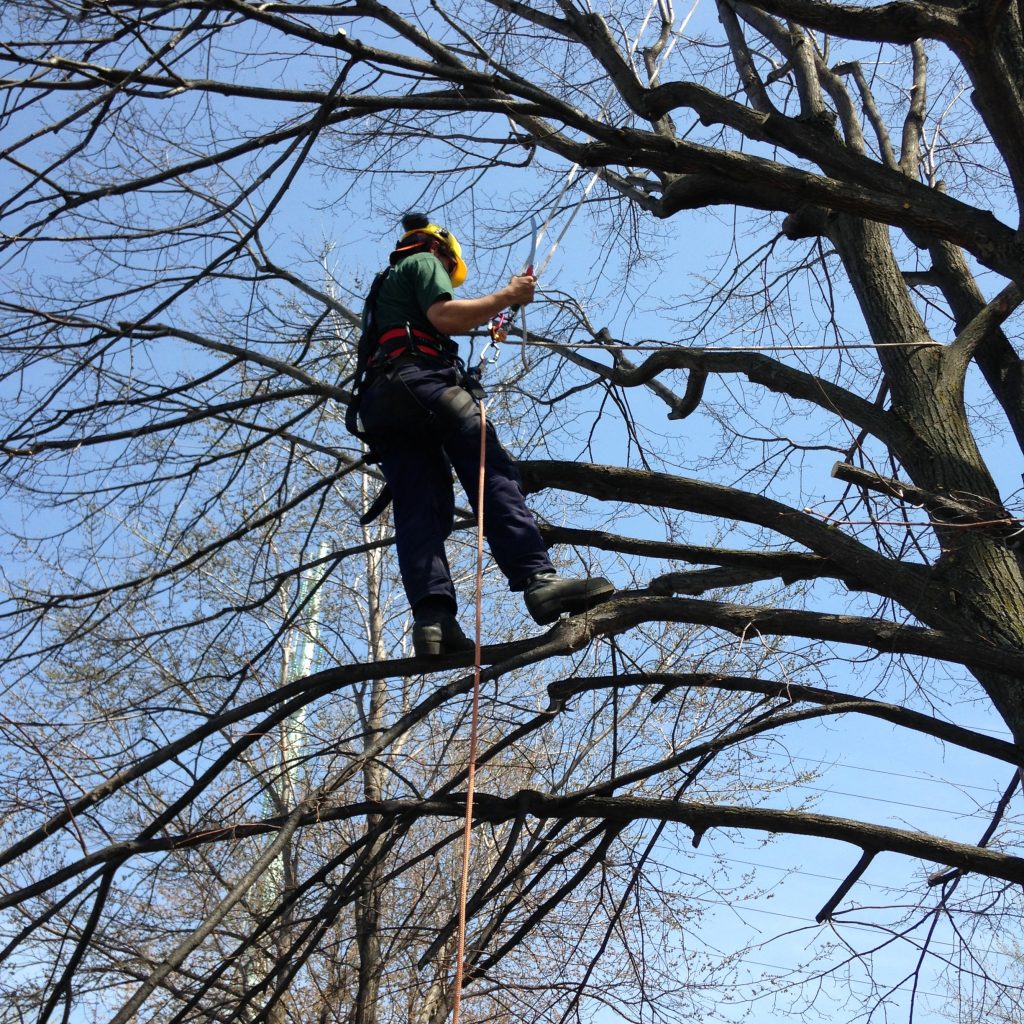 Élagage - Émondage d'arbres à Trois-Rivières | Service d'Arbres Tessier